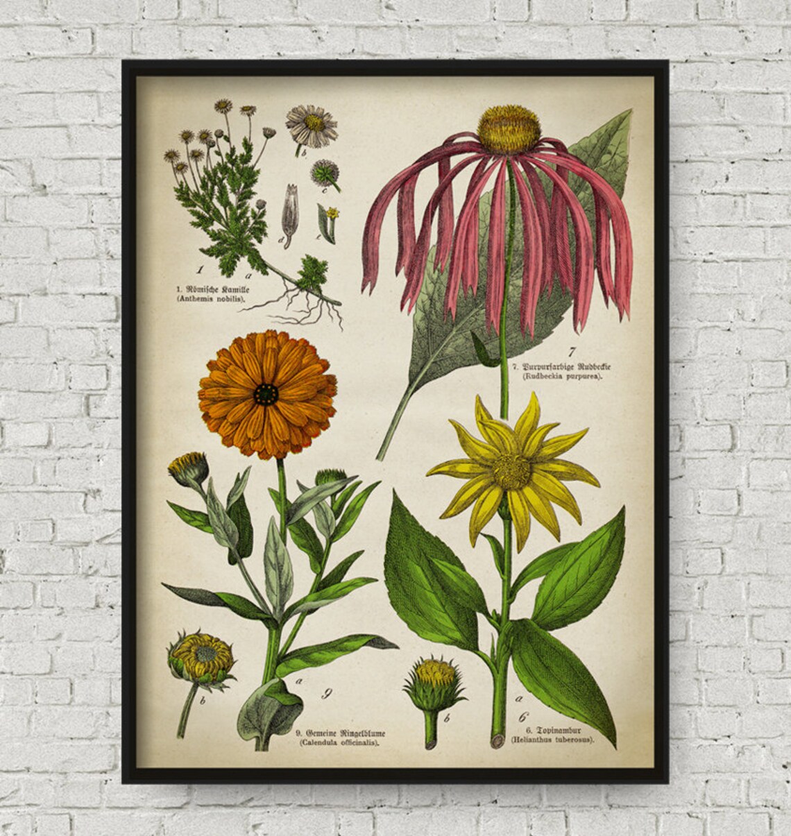 Botanical Poster Medicinal Plants and Flowers Print | Etsy