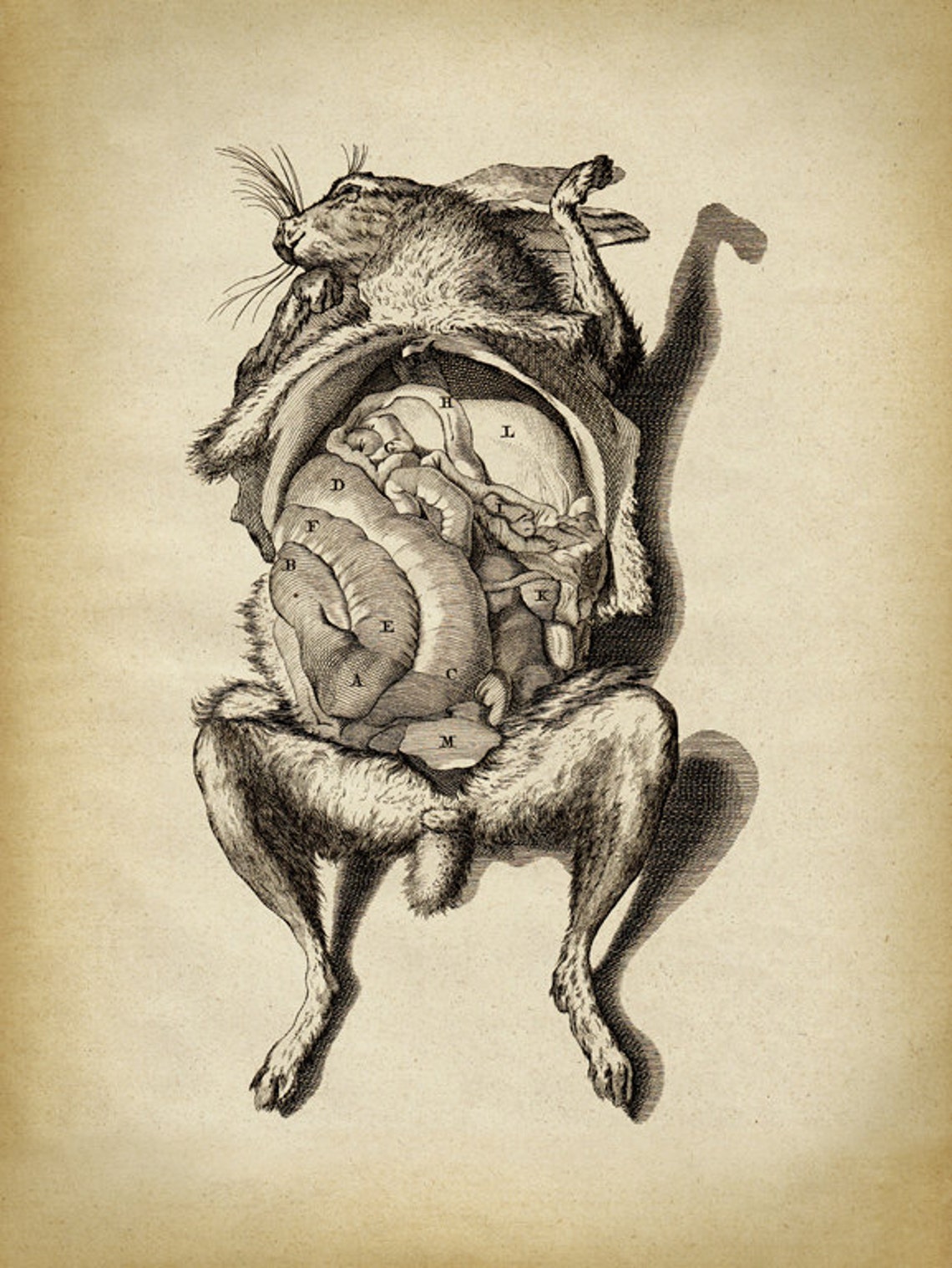 Bizarre Animal ANATOMY Print, Vintage Rabbit Anatomical Poster ...