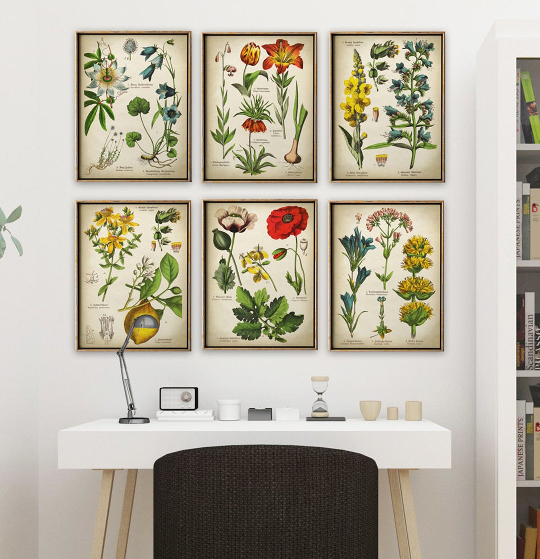 BOTANICAL Print SET of 6 Art Prints, Medicinal Plants, Botanical Poster ...