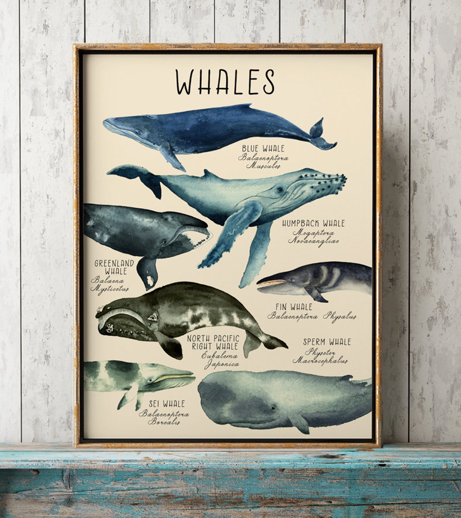 WHALES Poster Watercolor Whale Print Whale Species Poster | Etsy