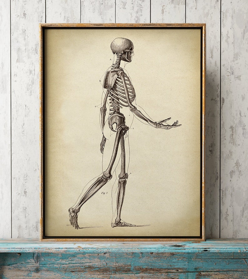ANATOMY Print Set of 6 Art Prints Skeleton and Muscles | Etsy