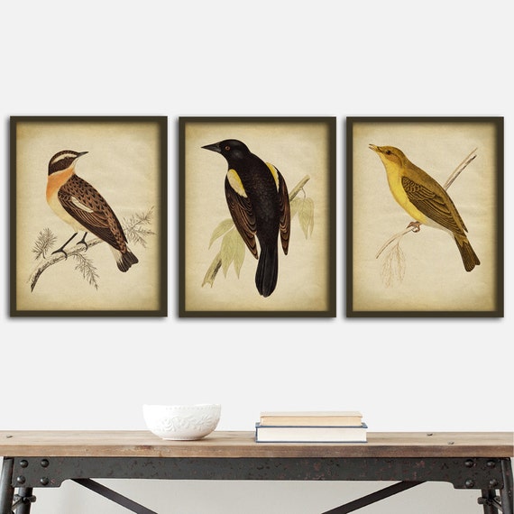 Bird Print Set of 3 Bird Poster Songbirds Print Antique | Etsy