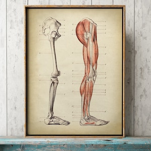 LEGS ANATOMY Print SET of 2, Anatomical Chart Print, Medical Print ...