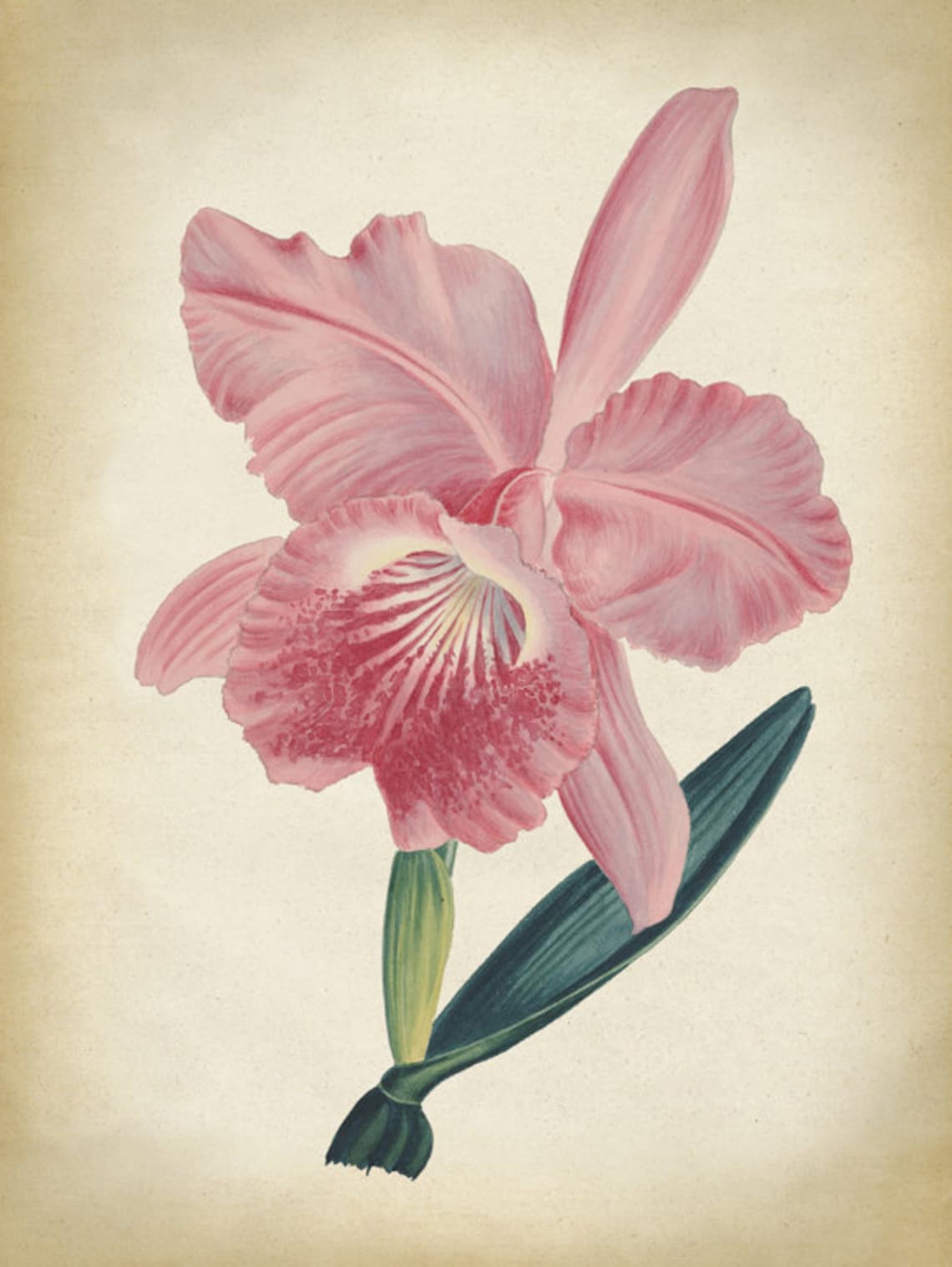 Pink Orchid Botanical Poster Flower Print Botanical Print - Etsy