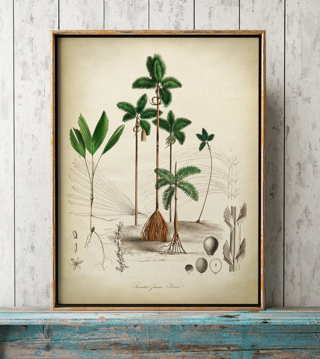 Palm Print, Palm Tree Poster, Palm Tree Study Chart, Palm Art ...