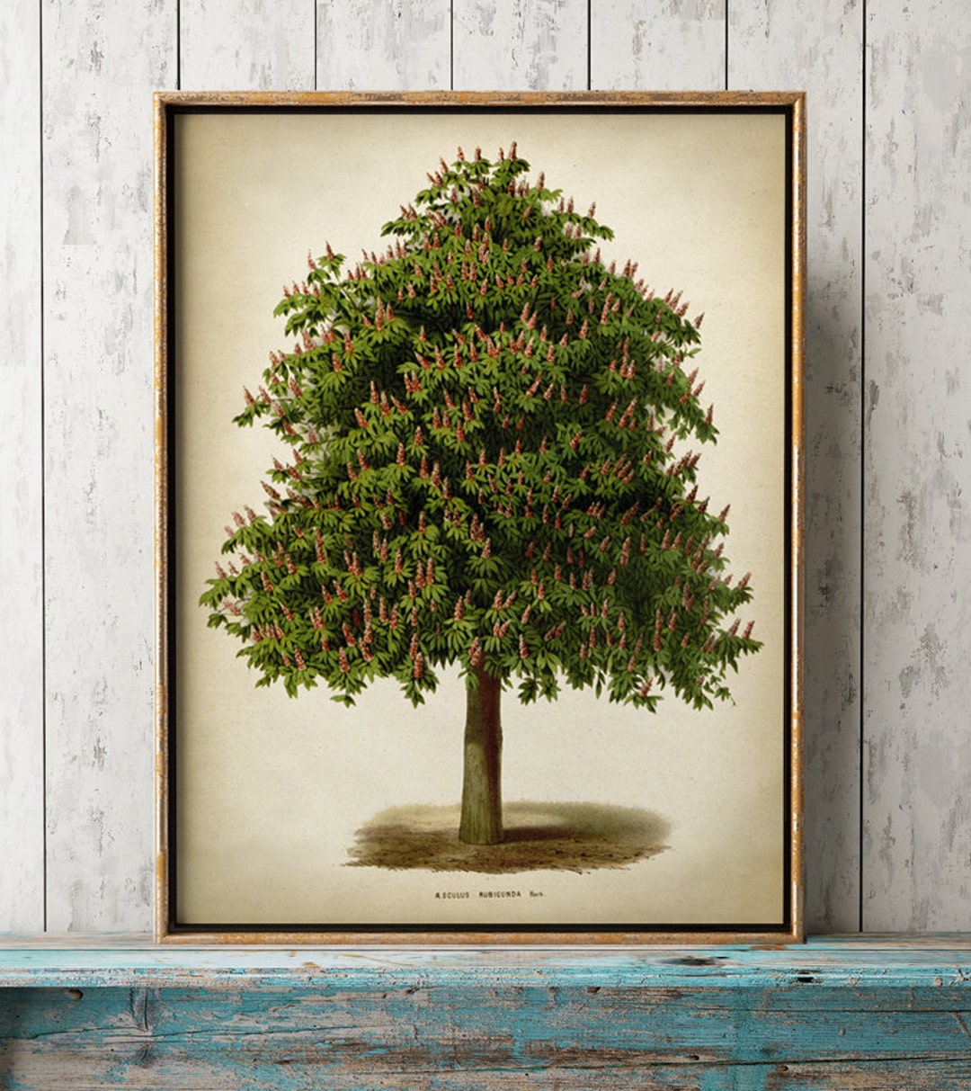 Leafy Tree Botanical Poster Tree Print Flowering Tree - Etsy