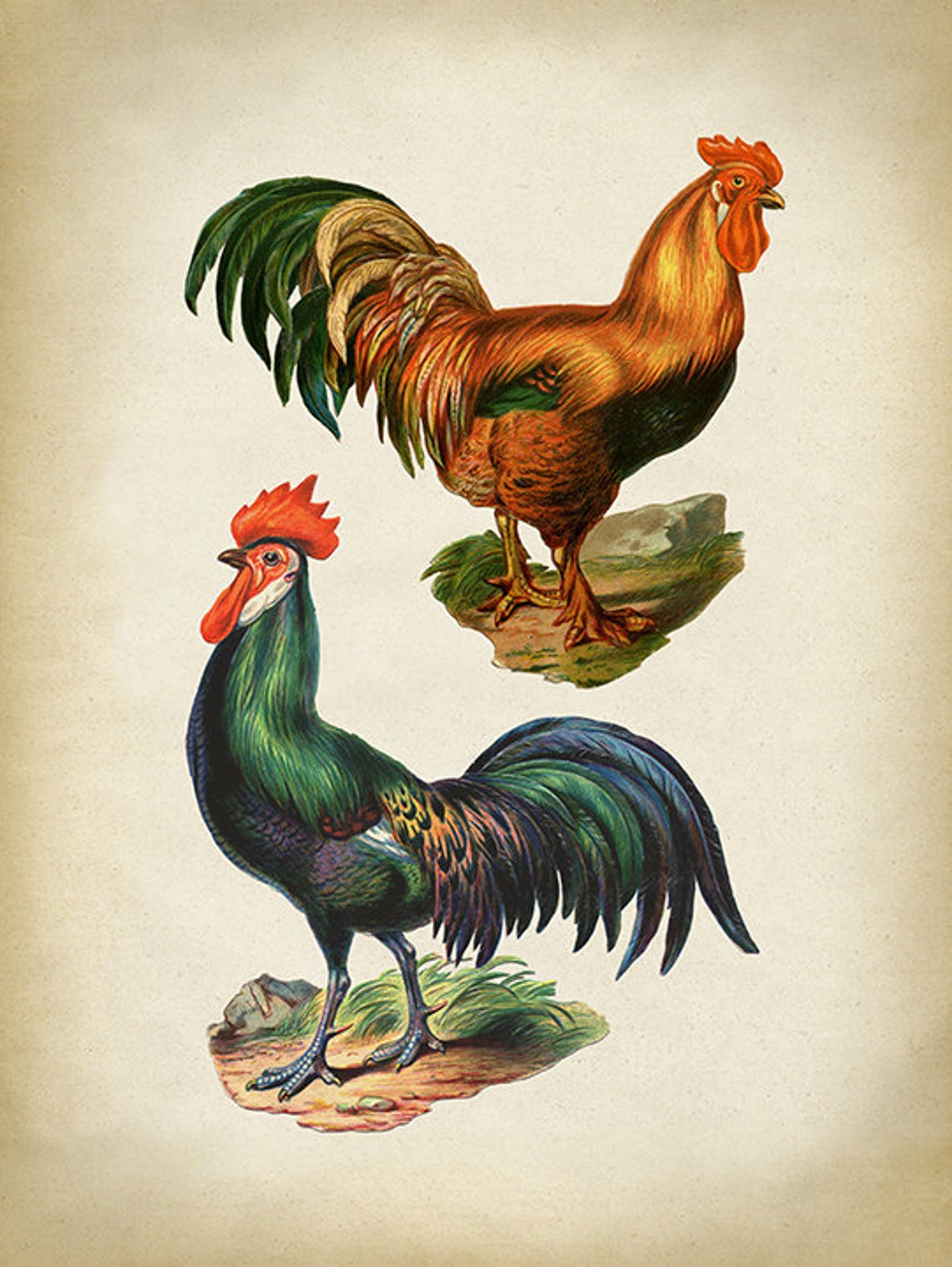 ROOSTER and Hen Print Poultry Poster Farm Animals | Etsy