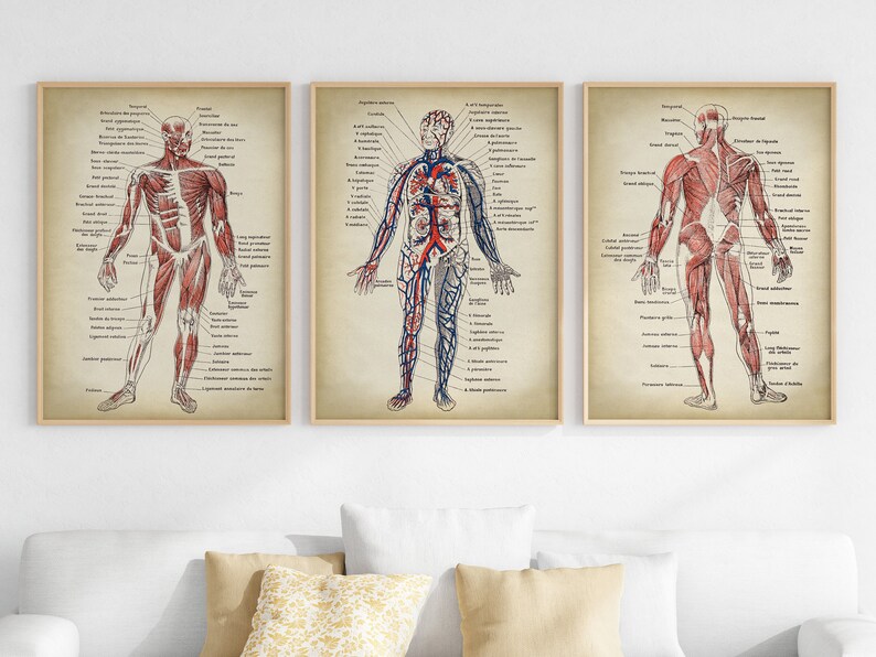 Anatomy Print SET of 3 Anatomical Poster Muscles and - Etsy