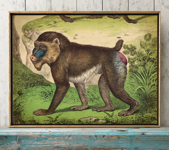 Mandrel MONKEY Print Primate Poster Monkey Poster Monkey | Etsy