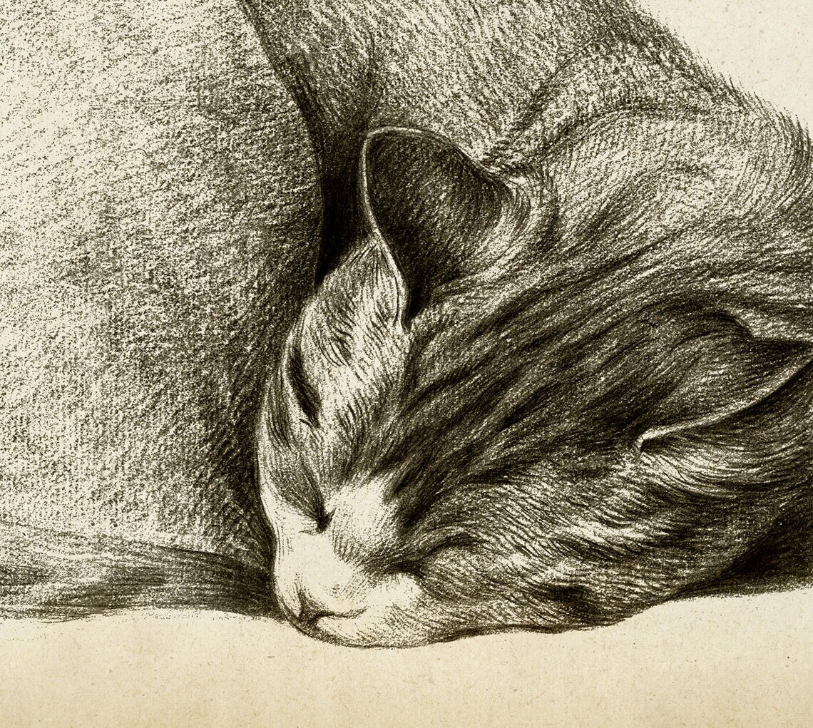 Cat Art Print Relaxing Sleeping Cat Pencil Drawing of a Cat | Etsy