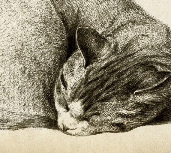 Sleeping Cat Drawing Realistic