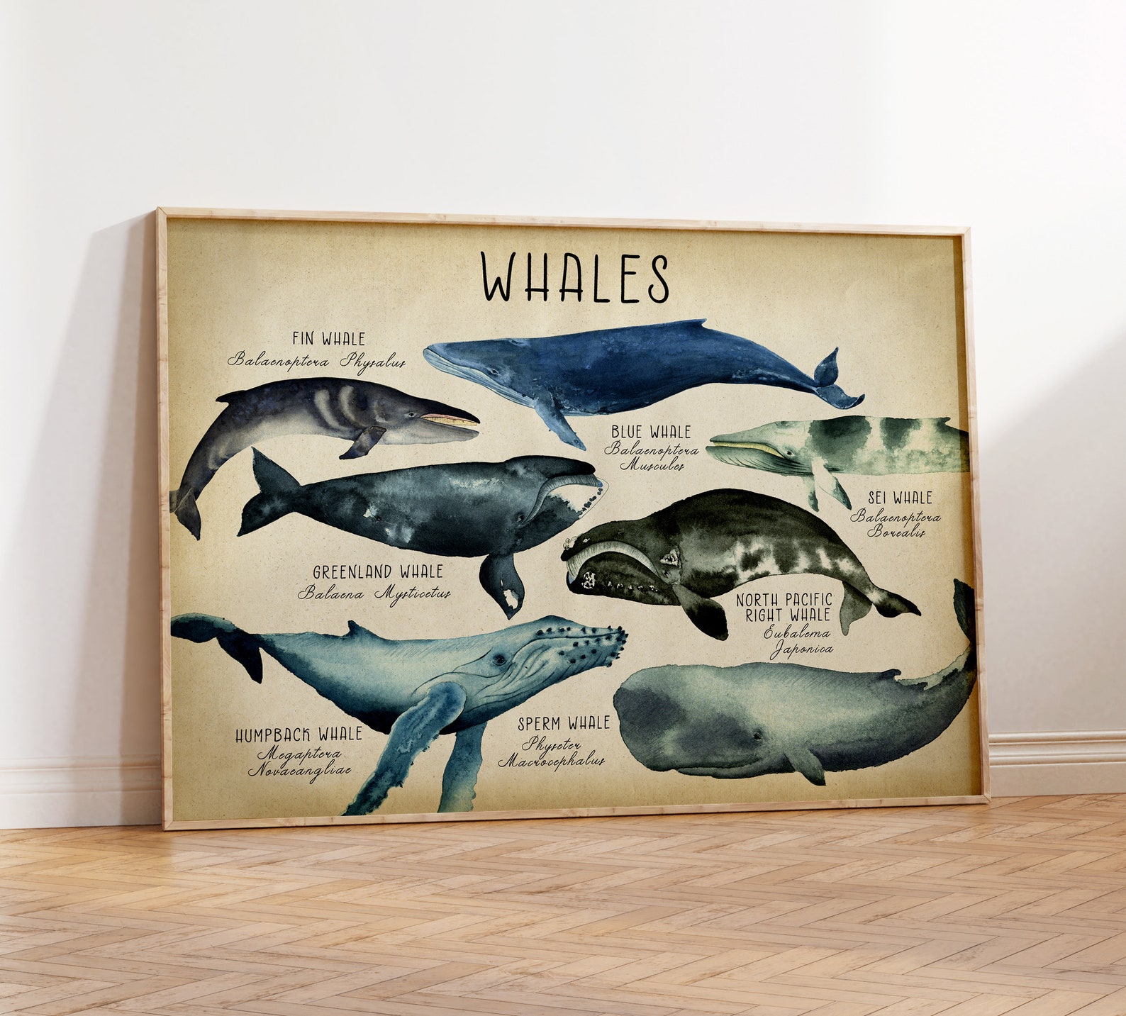 WHALES Art Print Watercolor Whale Poster Whale Breeds - Etsy