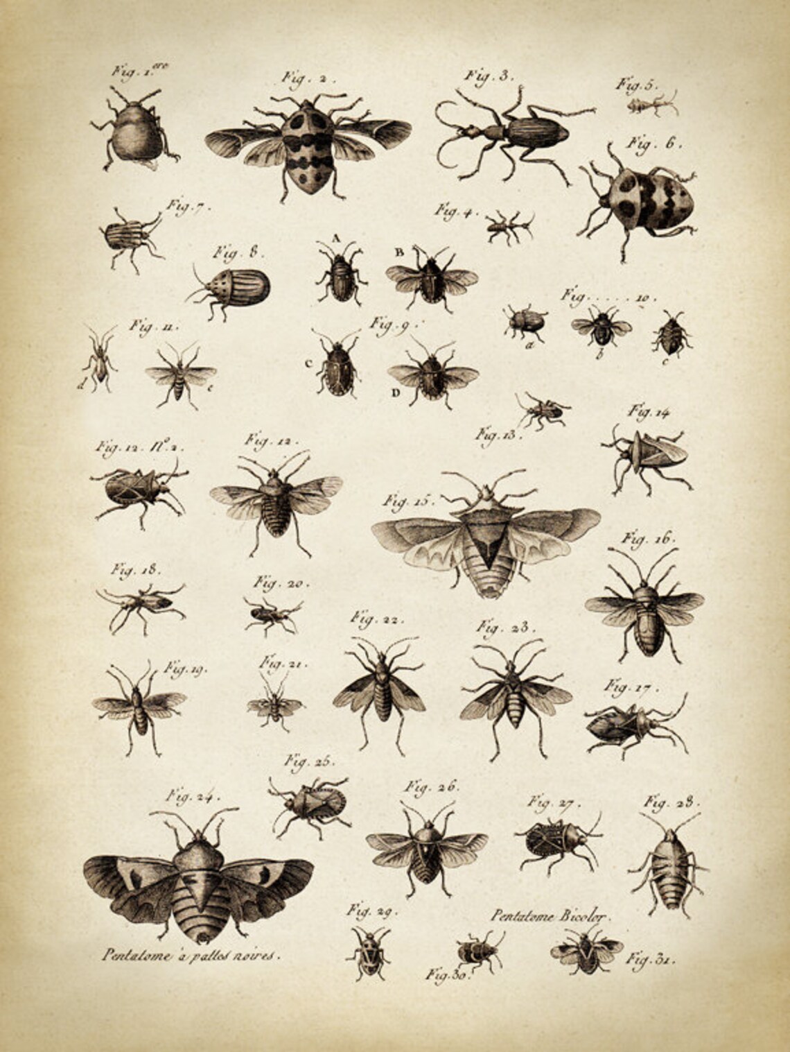 Antique Insect Chart Print: Vintage Entomology Wall Art - Etsy