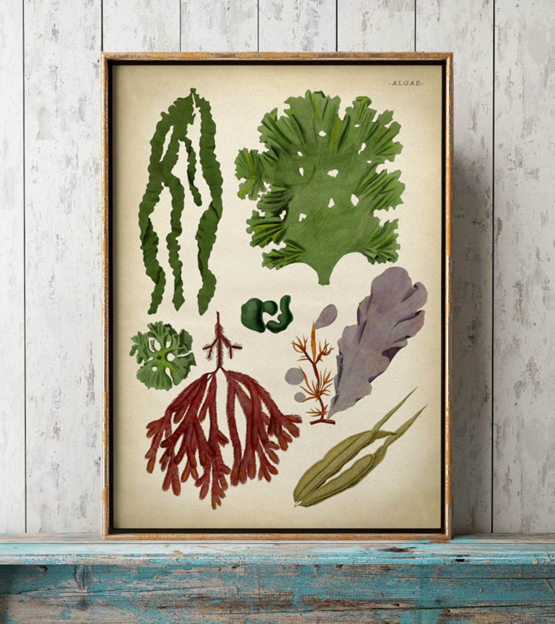 Algae Chart Poster: Vintage Seaweed Botanical Print - Etsy