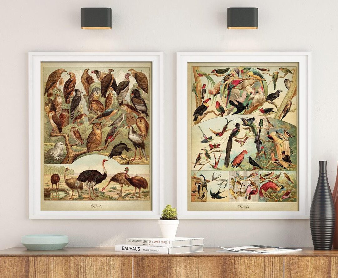 Bird Poster SET of 2, Amazing Birds Breeds Print, Bird Print, Bird Art ...