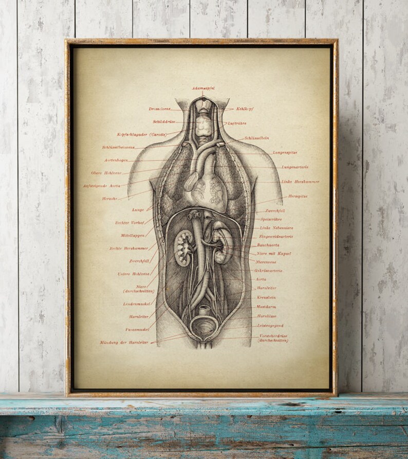 Anatomy Poster SET of 2 Anatomical Print Human Body Chart | Etsy