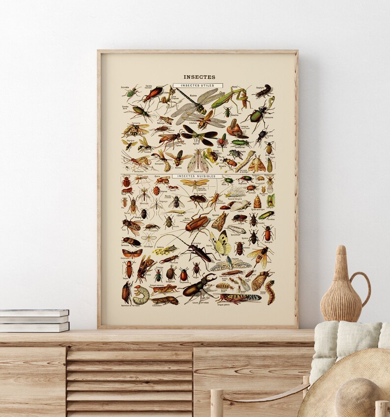 INSECT Poster Insects Chart Print INSECTES Flies Beetles - Etsy