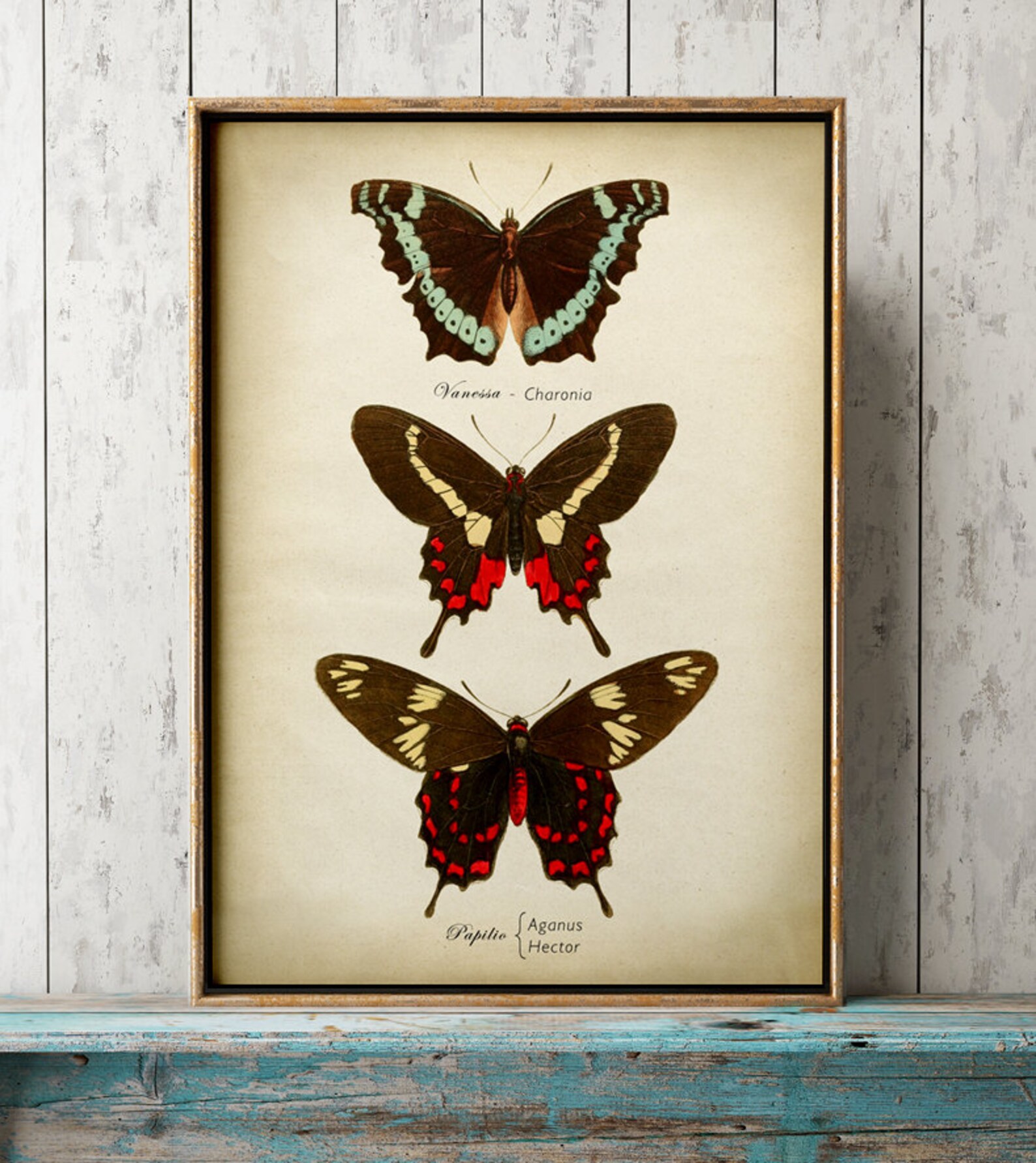 Butterfly Print SET of 2 Butterflies Poster Insect Print | Etsy