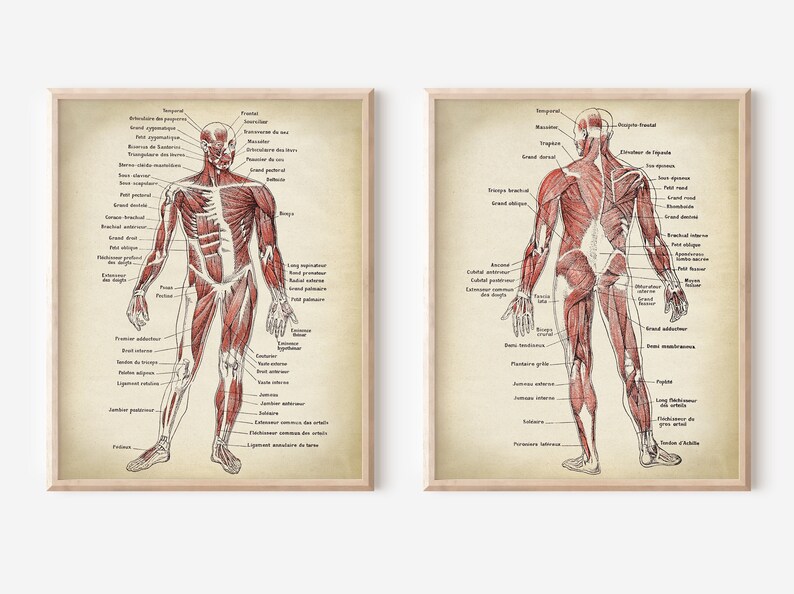 Anatomy Print SET of 2 Anatomical Poster Muscular System - Etsy