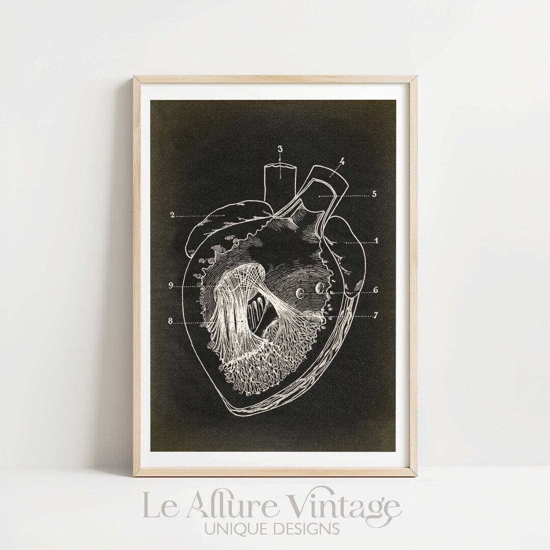 HEART ANATOMY POSTER, Heart Chart, Scientific Illustration, Anatomical ...