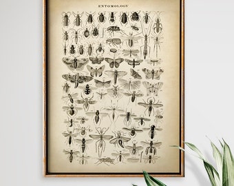 Vintage Entomology Poster - Etsy