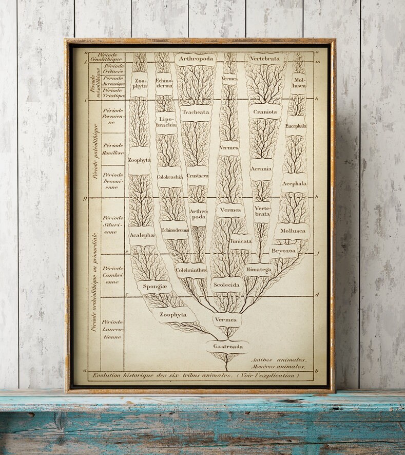 EVOLUTION TREE CHART Print Tree of Live Art Poster Evolution | Etsy