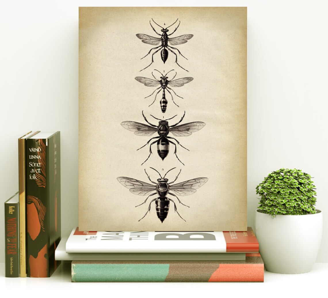 Insects Print Insect Poster Bee Print Wasp Poster Fly - Etsy
