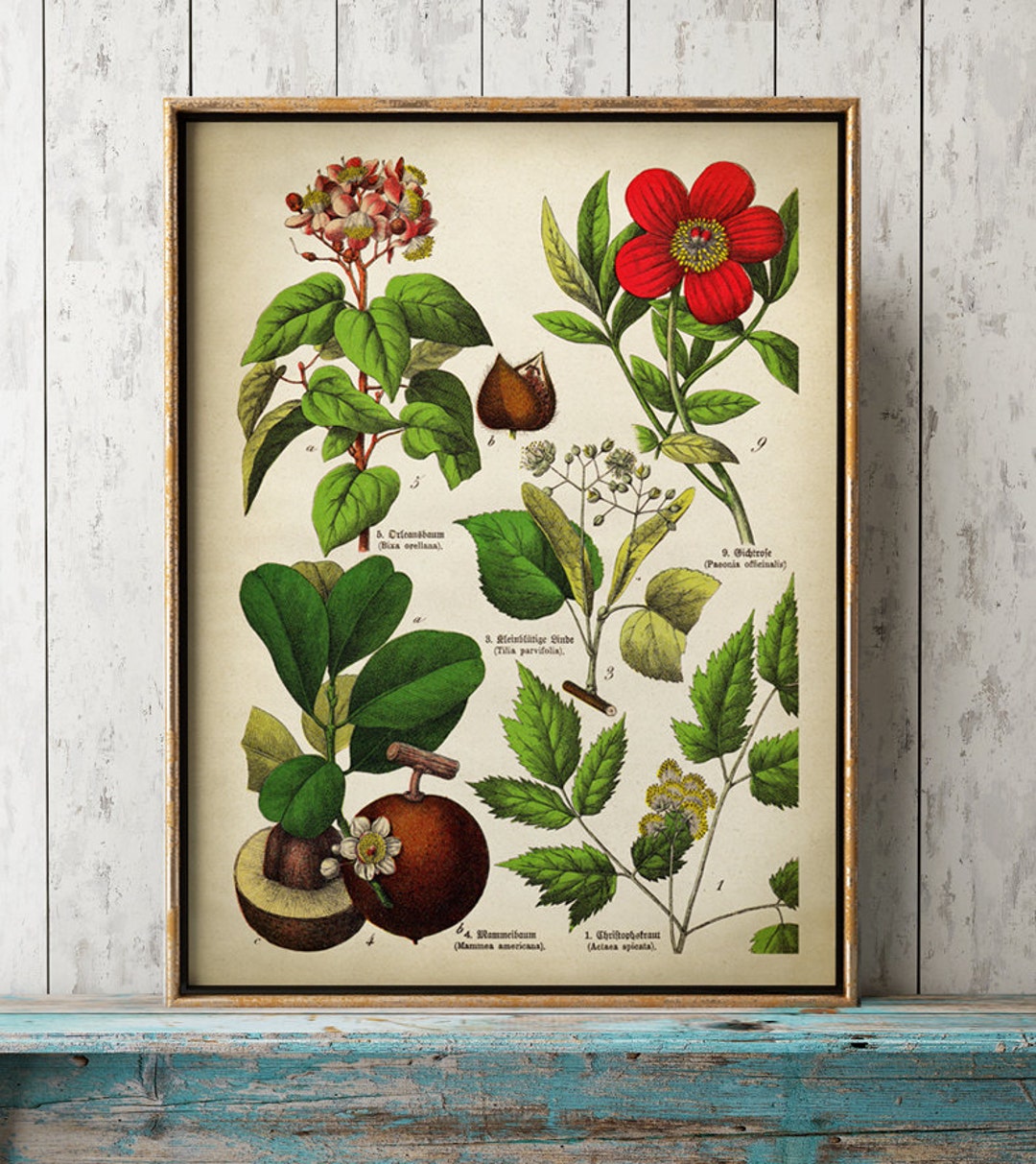 Botanical Poster, Medicinal Plants and Flowers Print, Botanical Print ...