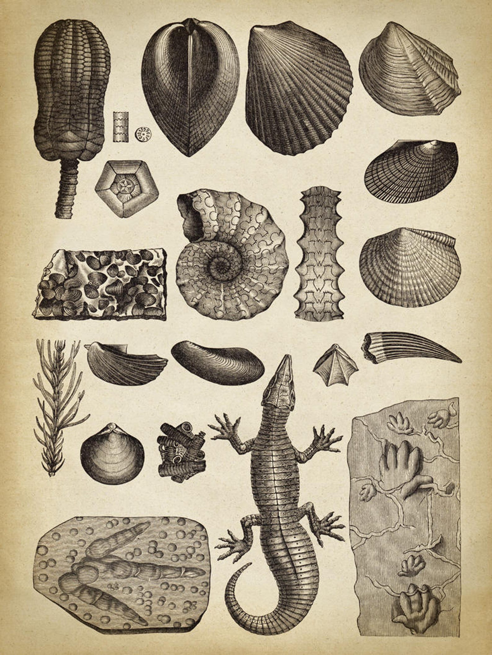 FOSSIL Print Set of 3 Mineral Vegetable and Animal Fossil - Etsy