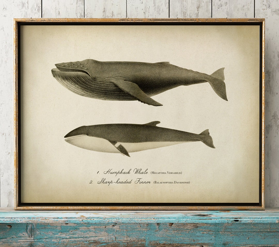 Whales Art Print, Pencil Drawing, Beachy Wall Decor, Nautical Art ...