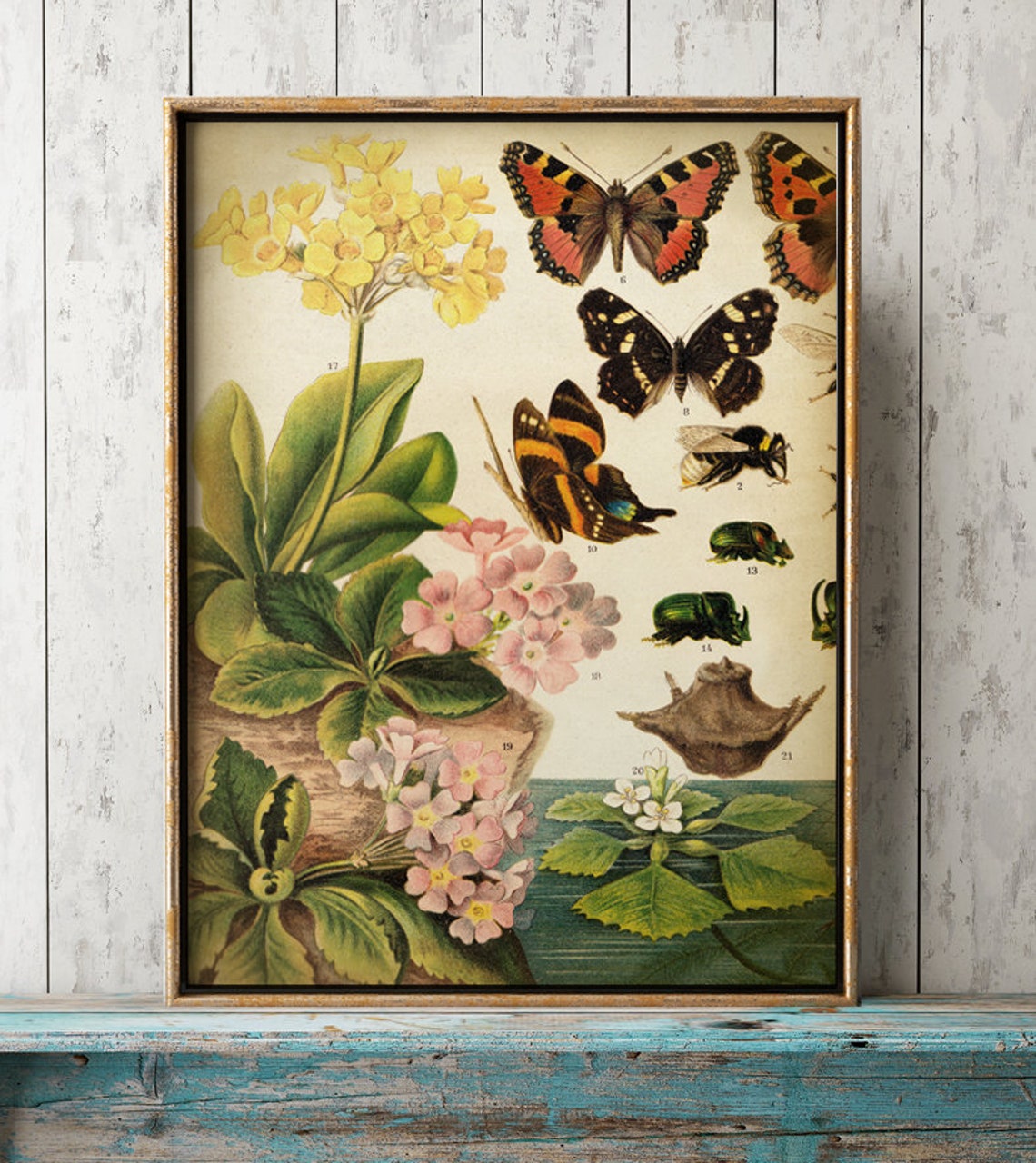 INSECT PRINT SET of 2 Insect Poster Butterfly Set Fly | Etsy