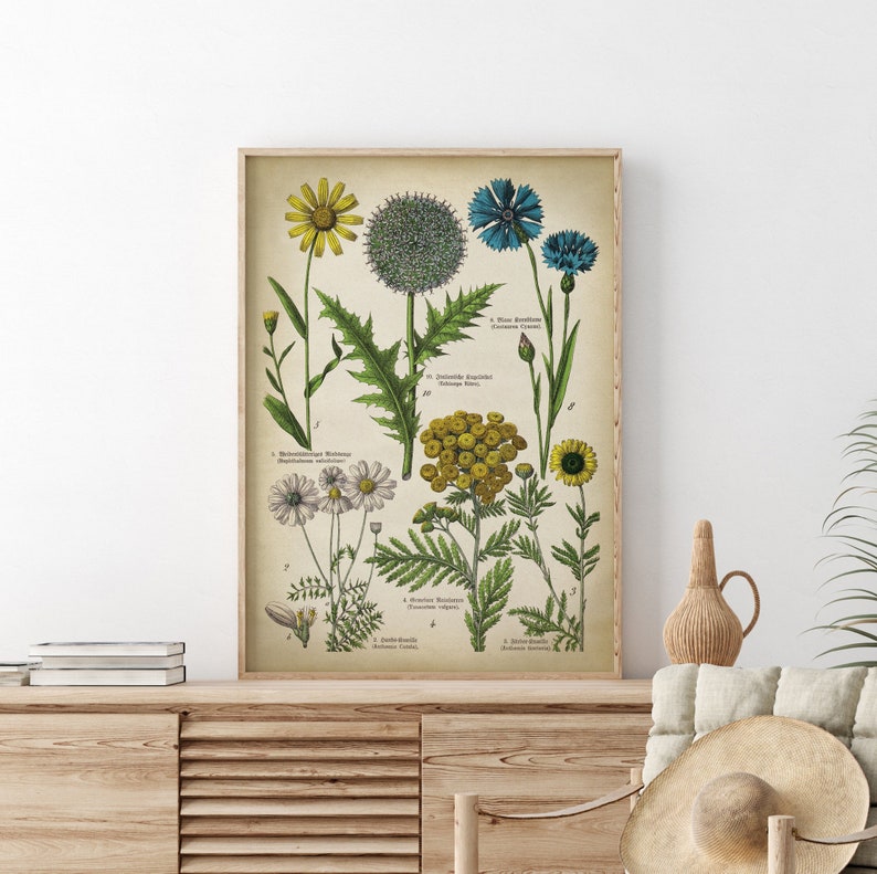 Botanical Poster Medicinal Plants and Flowers Print Print - Etsy