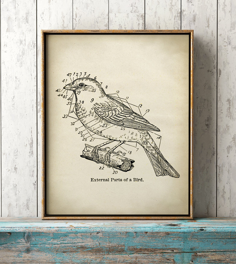 Scientific Bird print bird chart art ornithology bird | Etsy