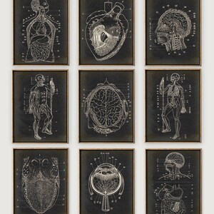 ANATOMY Print SET of Nine Anatomy Charts, Anatomy Poster, Scientific ...