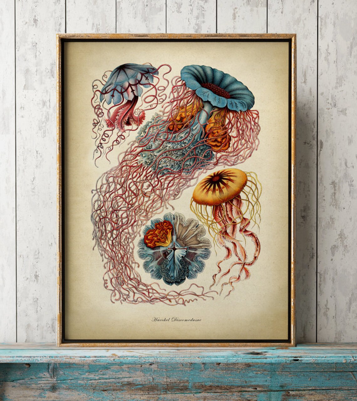 HAECKEL Set of 3 Sea Life Set Poster Jellyfish Poster - Etsy