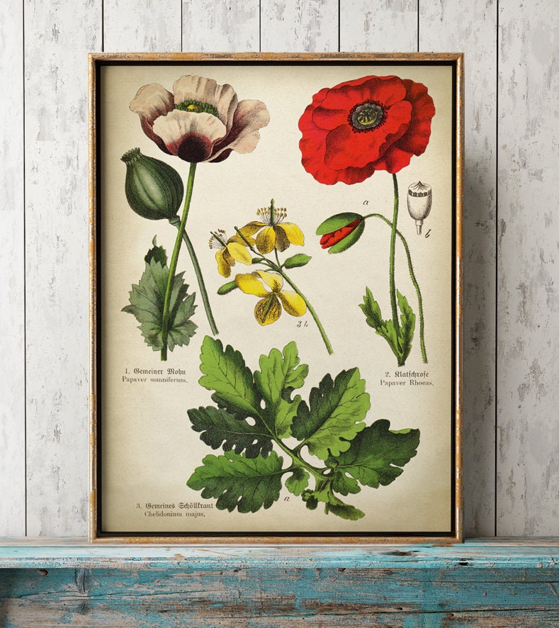 BOTANICAL Print SET of 6 Art Prints Medicinal Plants - Etsy