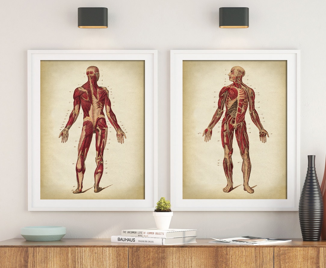 Anatomy Print SET of 2 Anatomical Chart Print Muscular - Etsy