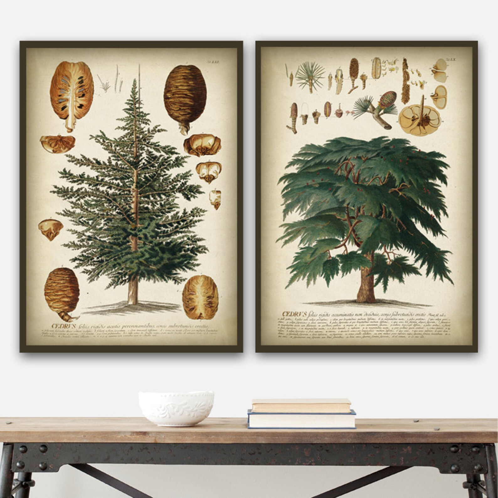 Cedar Tree Botanical Print SET of 2 Cedar Print Old Trees | Etsy