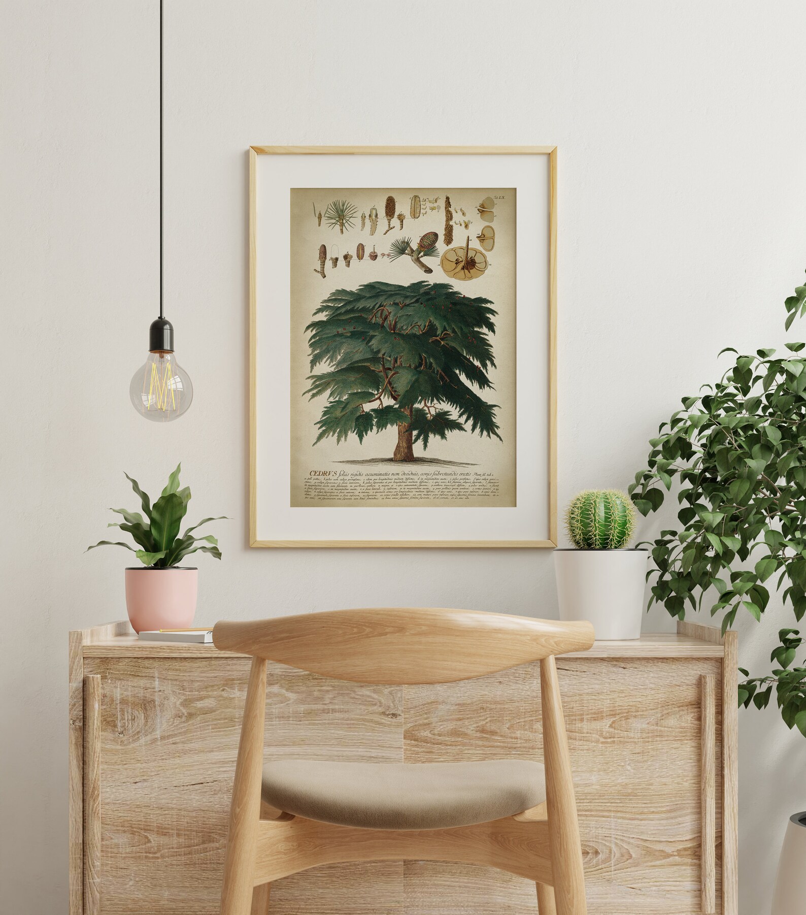 Cedar Tree Botanical Print SET of 2 Cedar Print Old Trees - Etsy