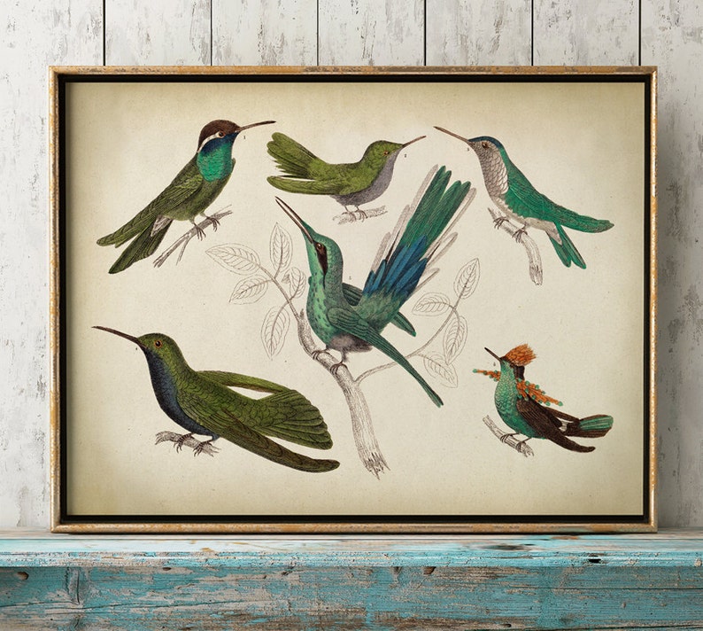HUMMINGBIRD Bird Print Hummingbird Print Humming Bird - Etsy