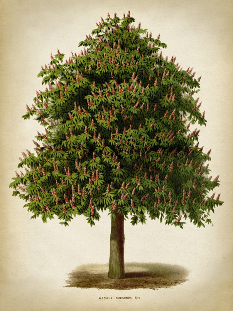 Leafy Tree Botanical poster tree print flowering tree | Etsy