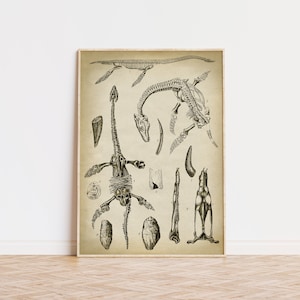 Prehistoric Reptile Skeleton Print, Paleontology Fossil Poster, Vintage ...