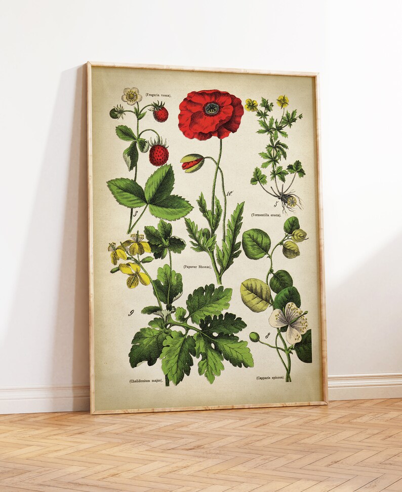 Botanical Print Set of 3 Mix and Match Vintage Flower Posters - Etsy