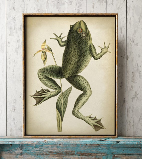 FROG Print Green Frog Poster Amphibian Poster frog | Etsy