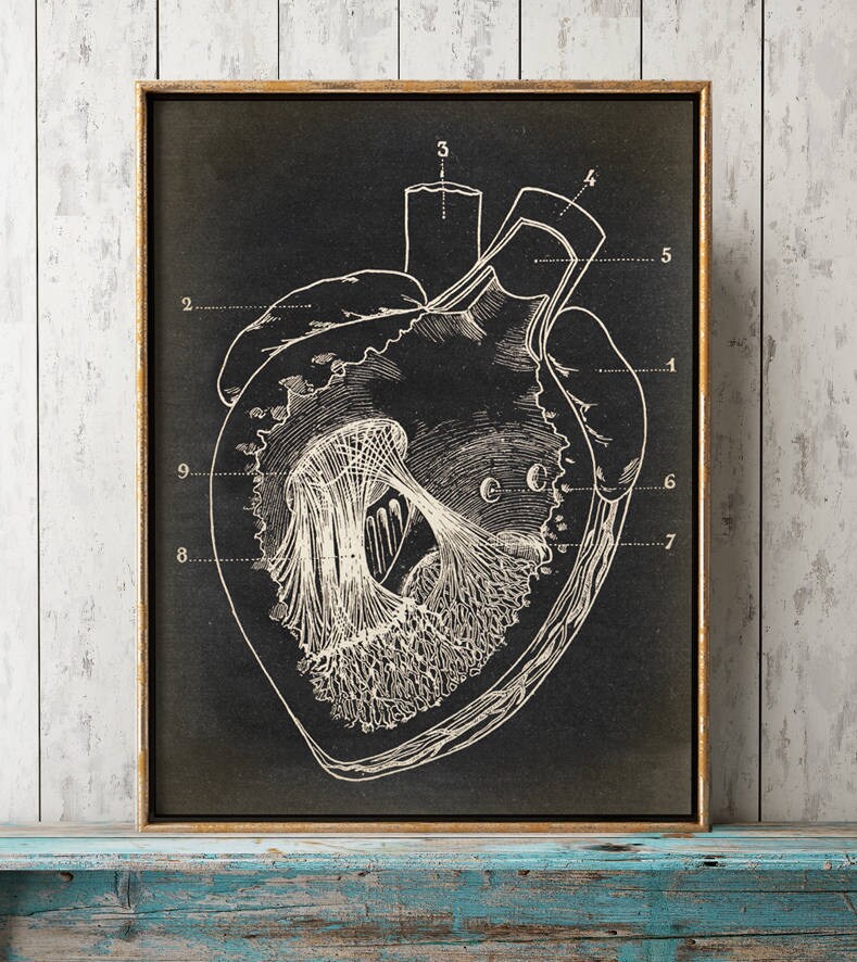 HEART ANATOMY POSTER Heart Chart Scientific Illustration - Etsy