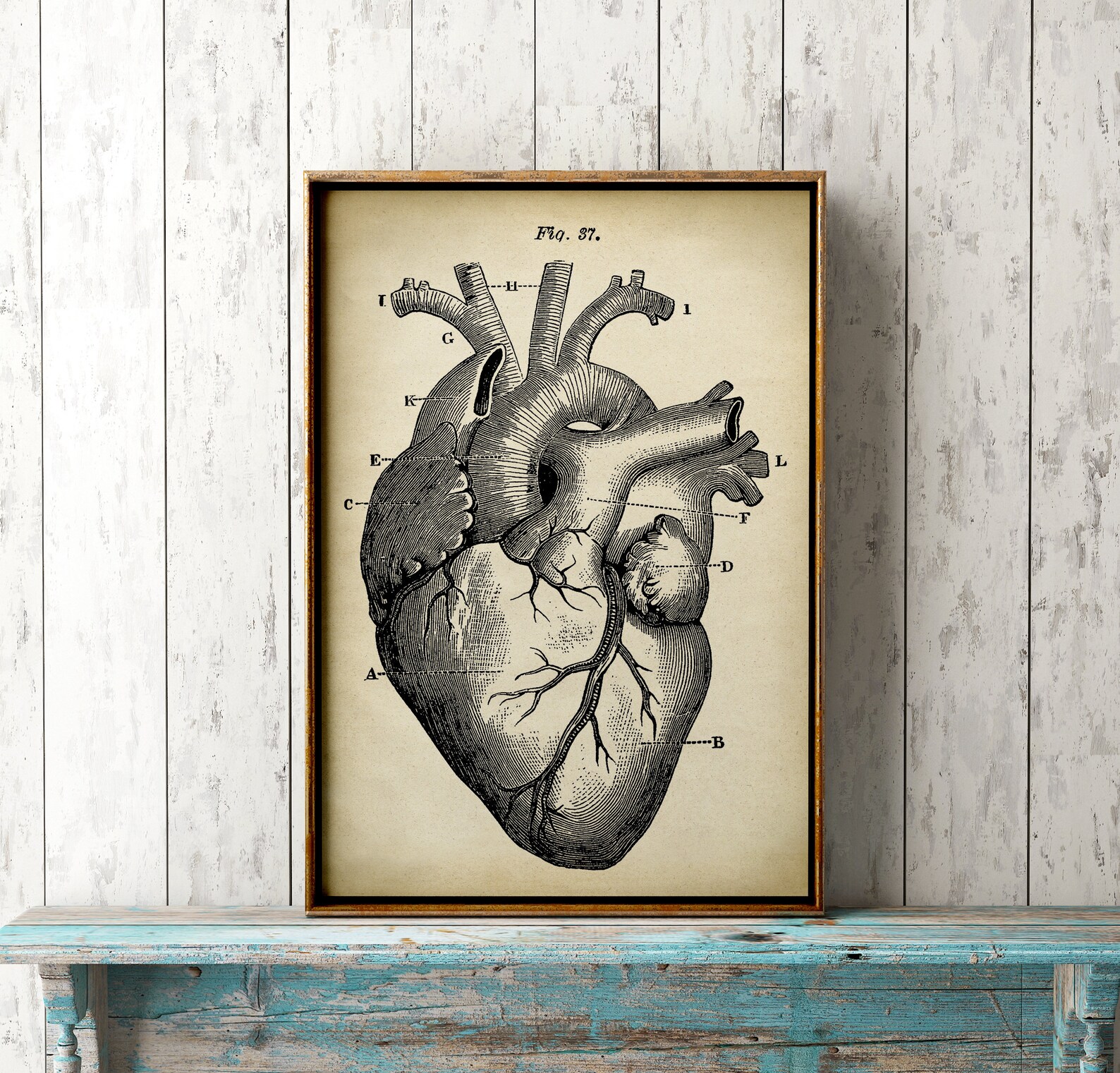 Heart Anatomy Print Heart Print Anatomical Drawing Anatomy - Etsy