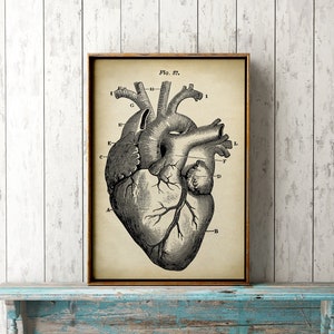 Heart Anatomy Print, Heart Print, Anatomical Drawing, Anatomy Poster ...