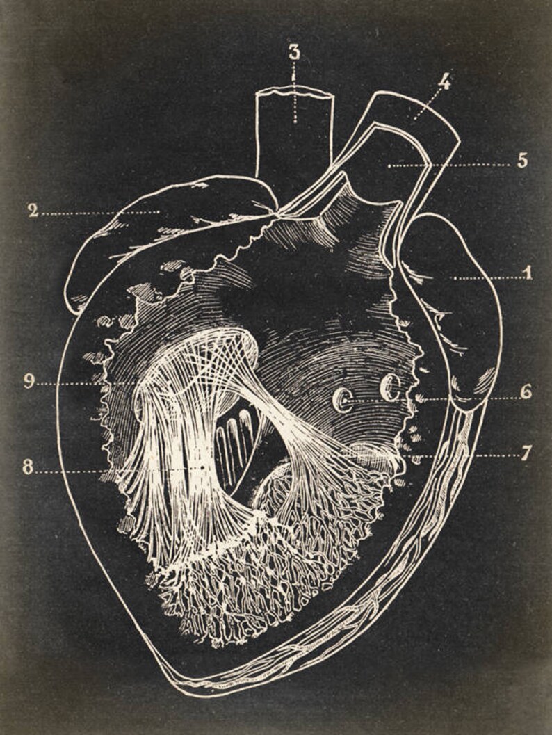 HEART ANATOMY POSTER Heart Chart Scientific Illustration - Etsy