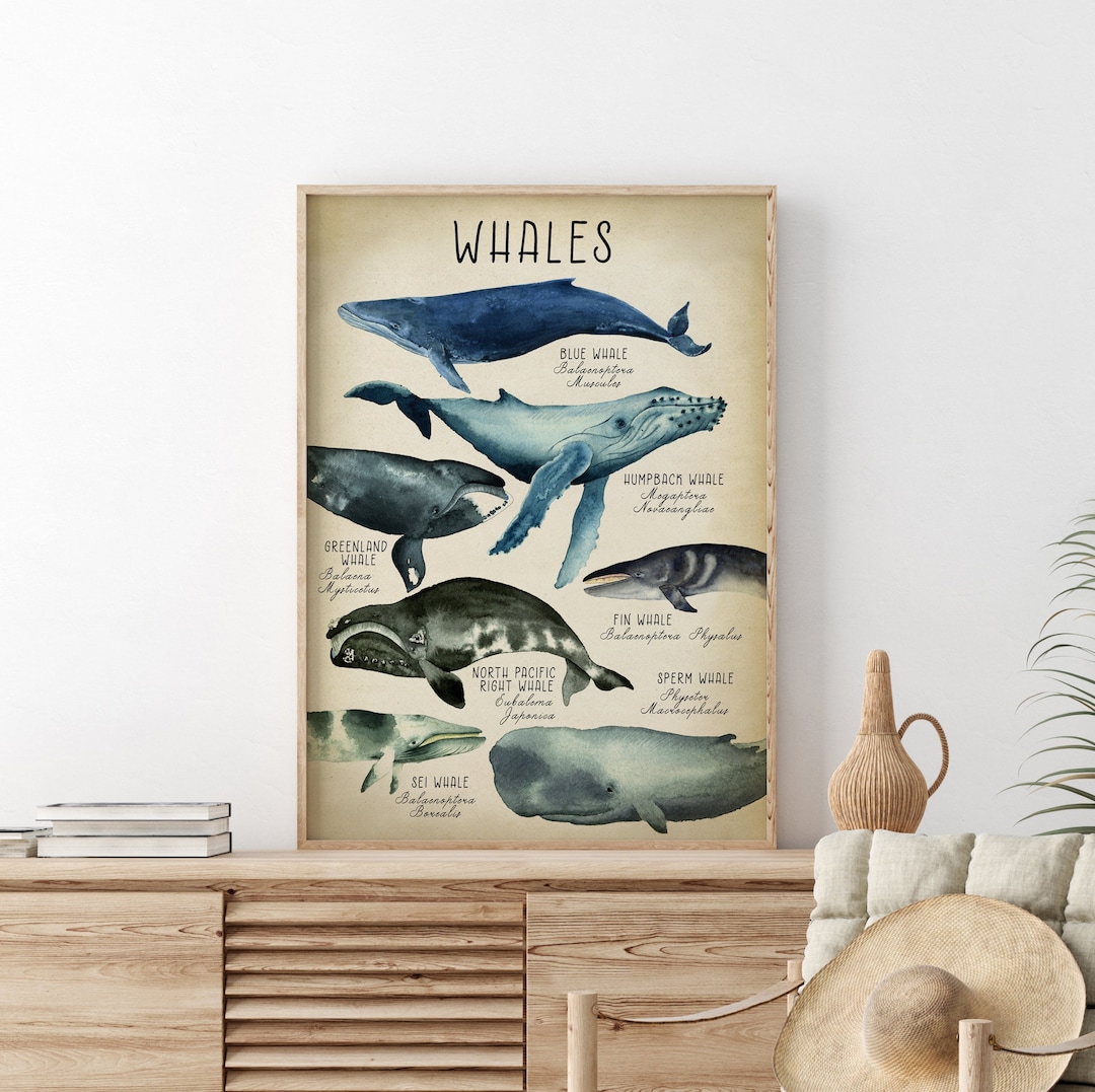 WHALES Poster Watercolor Whale Print Whale Species Poster - Etsy