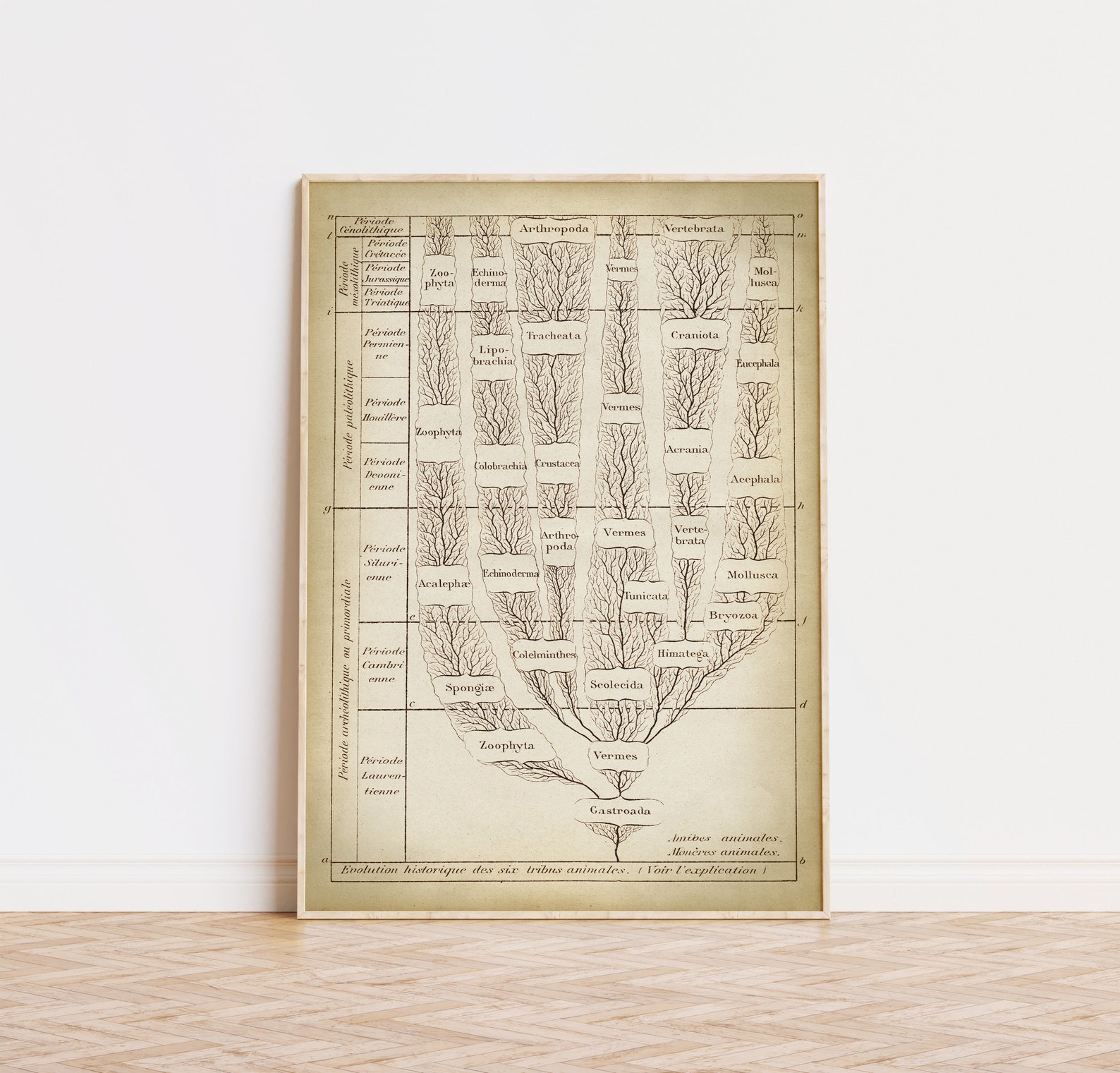 EVOLUTION TREE CHART Print Tree of Live Art Poster - Etsy Australia